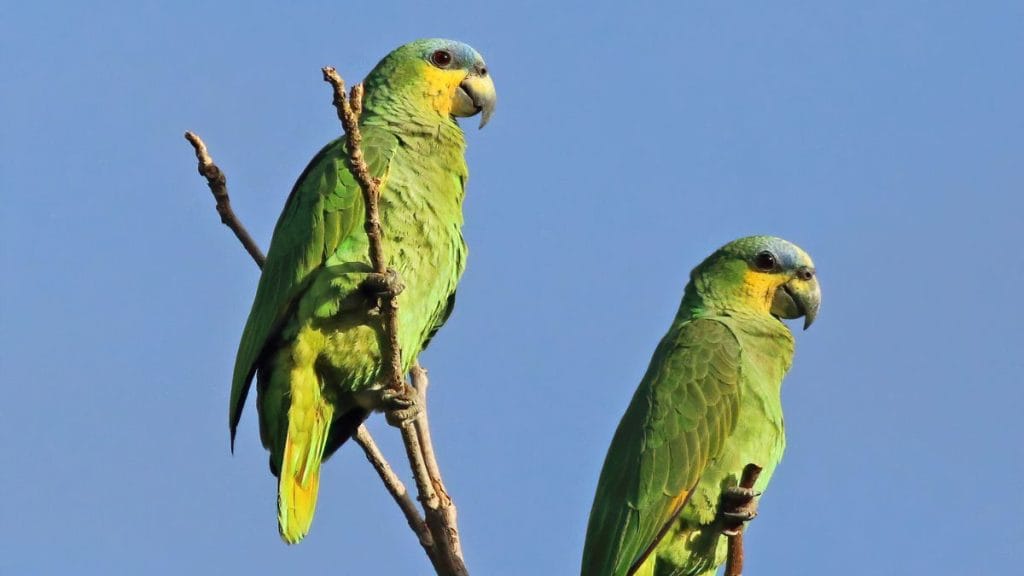 Parrots don’t just repeat words, they use names to identify people ...