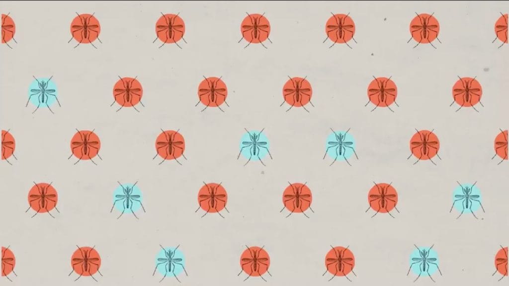 Google wants to kill disease-causing mosquitoes. Their weapon of choice ...