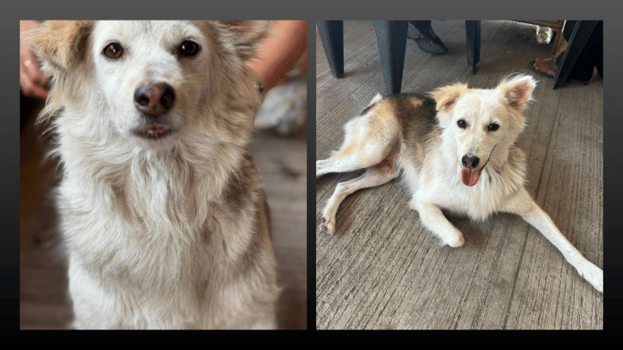 ‘Thrashed, bagged & dumped’: Mumbai society dog’s suspected killing ...